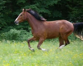 Pferd kaufen | markt.de