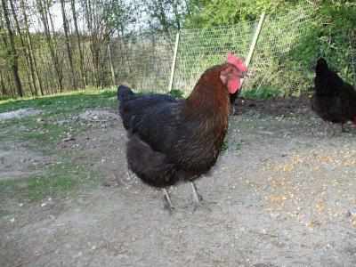 Bovanhuhn im Rasseportrait | markt.de