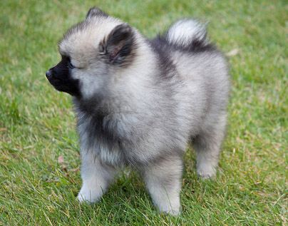 Der Wolfsspitz - ein gutmütiger Familienhund und treuer Begleiter ...