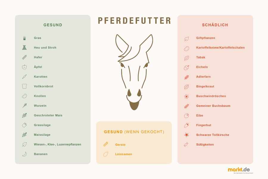 Pferdefutter - Pferde richtig füttern | markt.de